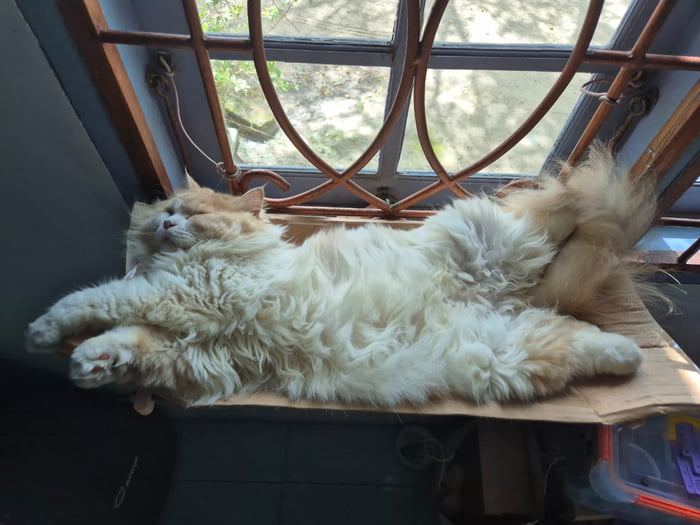 Happy 4000 day. Here my fluffy catto.. - 9GAG