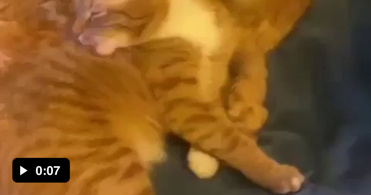 Synchronize licking - 9GAG