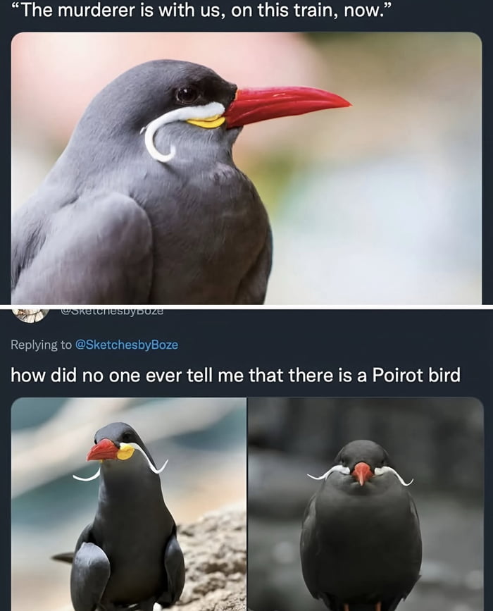 The bird with a mystery to solve. - 9GAG