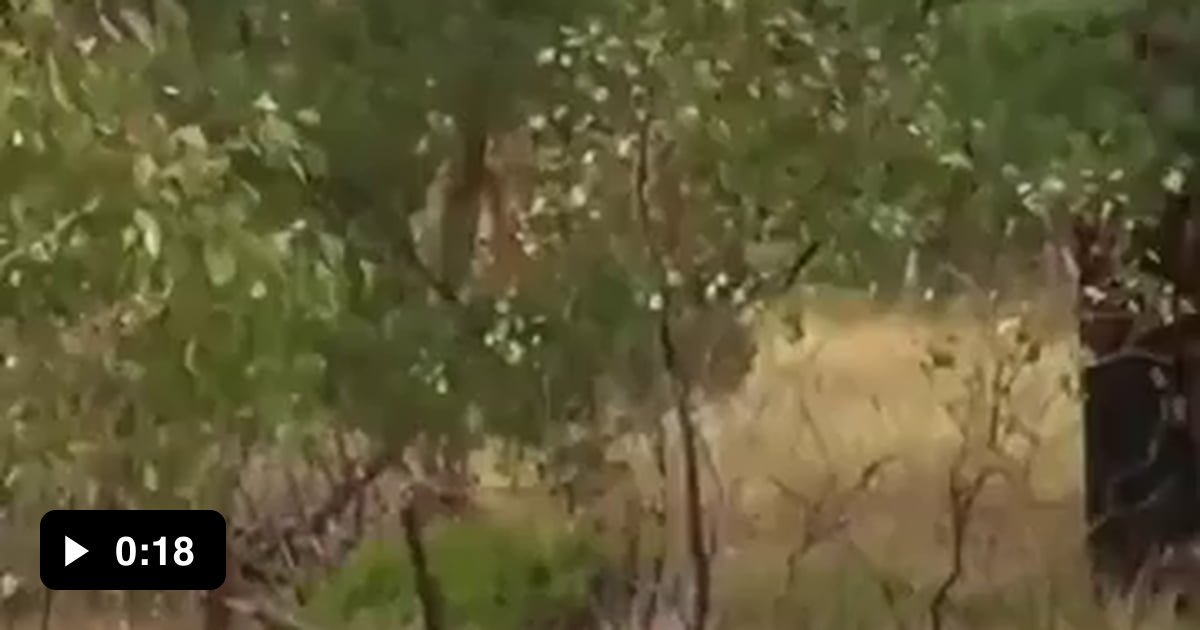 When wildlife gets too close - 9GAG