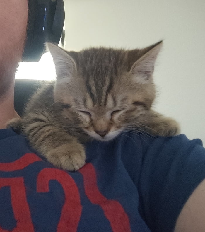 Got my first Kitten ever. He's cute as hell but a little energy-filled ...
