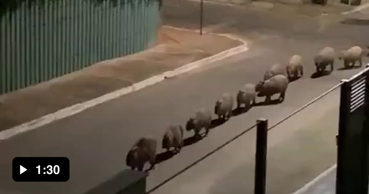 Capybara invasion - 9GAG