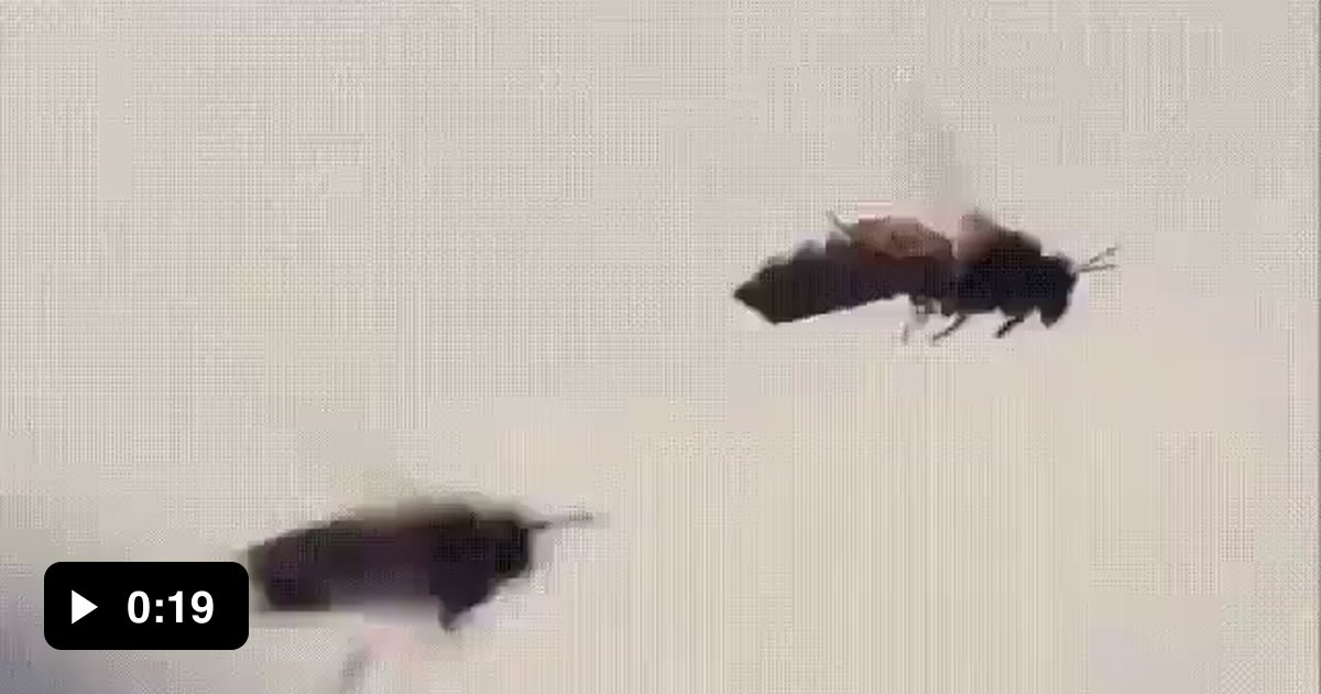 Male Bee dies after mating with queen bee - 9GAG