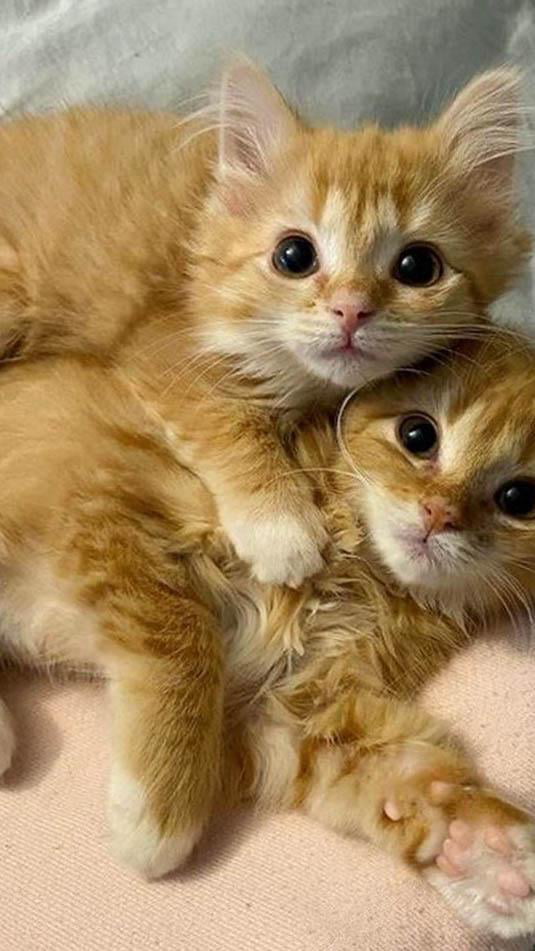 Orange cats being cuddly its strange - 9GAG