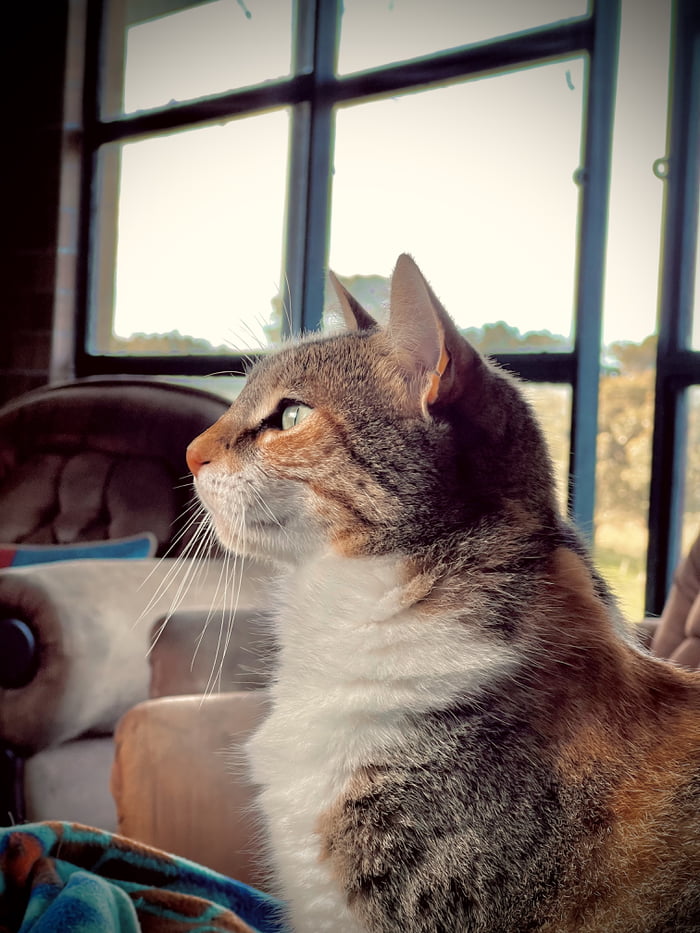 So the cats are infinite? Here is Lucy - 9GAG