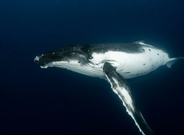 FYI - blue whale fart bubbles are big enough to hold a 2009 Toyota ...
