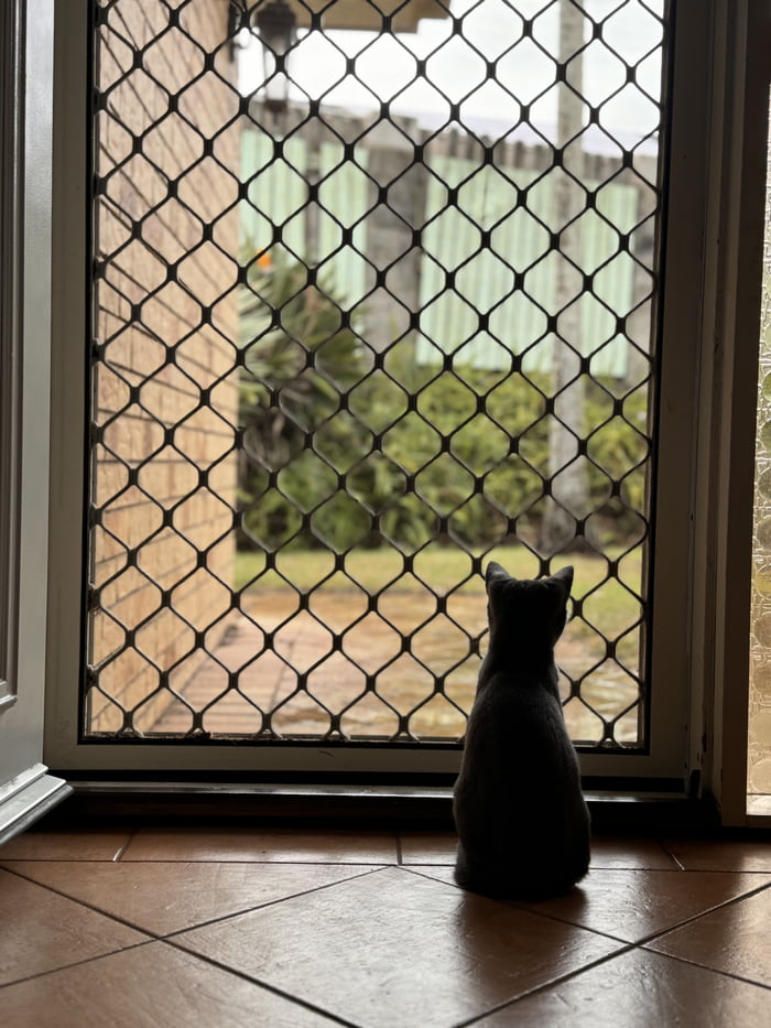 My little kitty - 9GAG