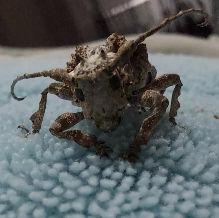 Rock bug, a rough fighter for a fluffy world - 9GAG