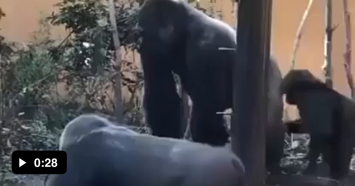 This is how female gorillas seduce male gorillas, hmm, seems kinda similar to "those" people. - 9GAG