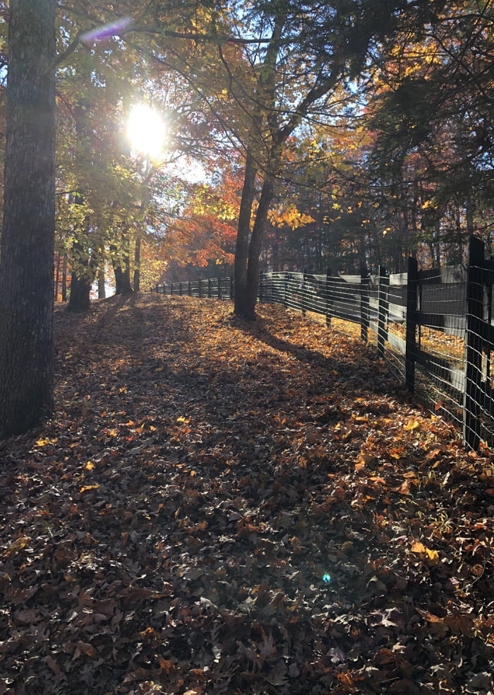 Crisp air and golden leaves - 9GAG