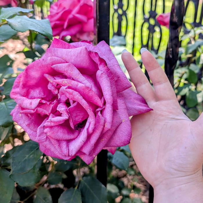 Admiring the beauty of this rose. - 9GAG