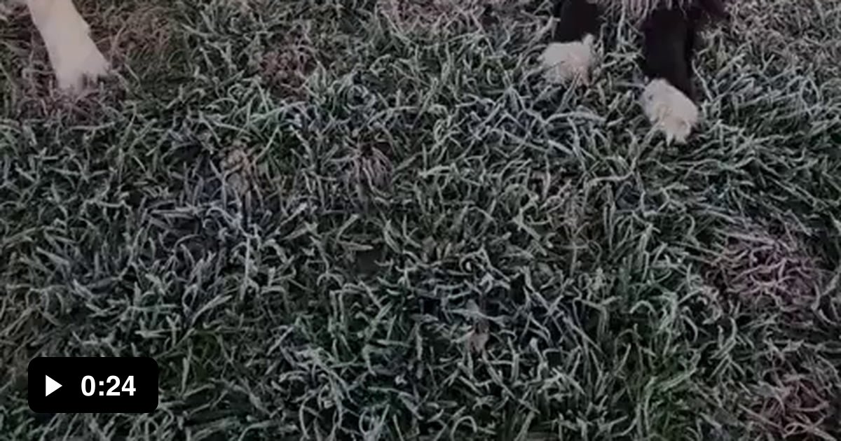 Ready set go! These clever pups understand the countdown. - 9GAG