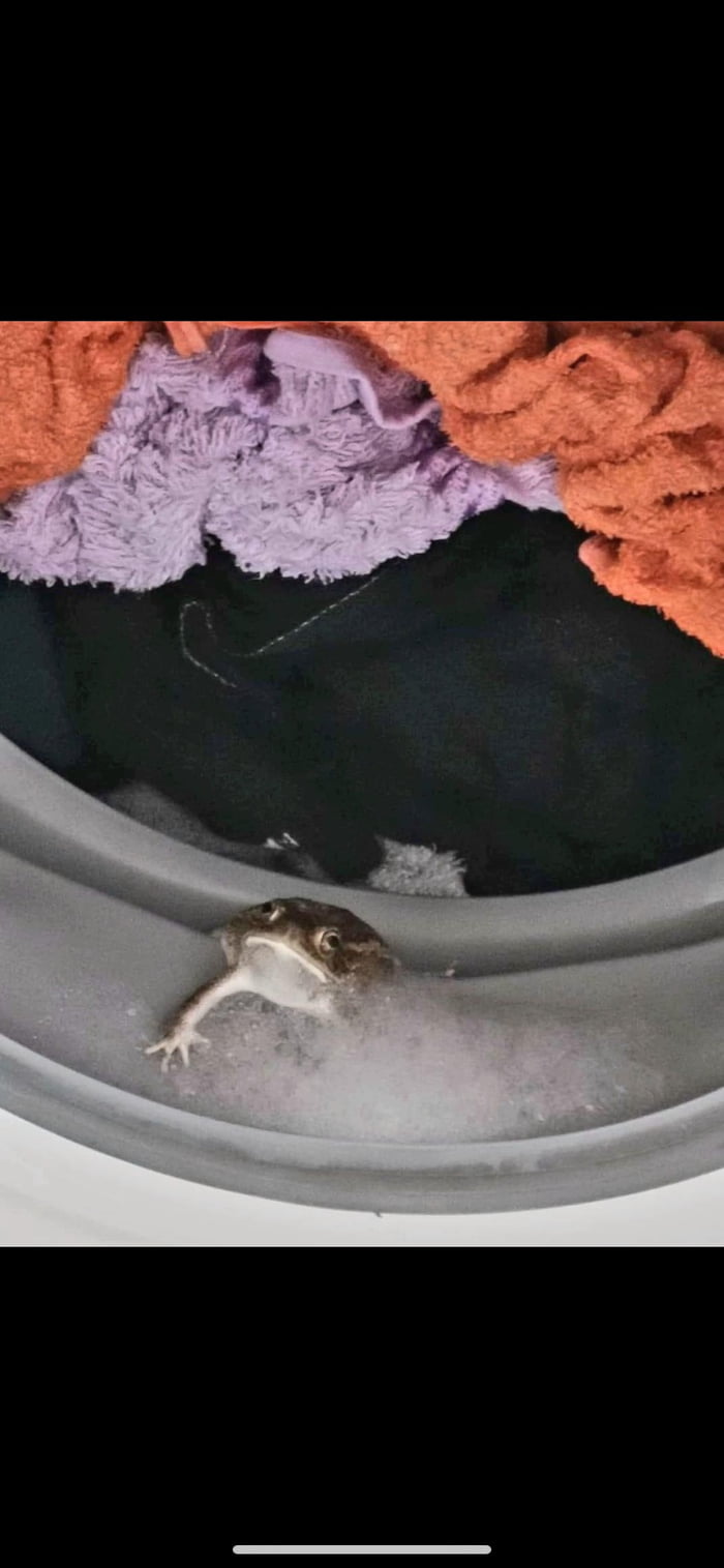 Little friend survived the washing machine! This was his first look ...