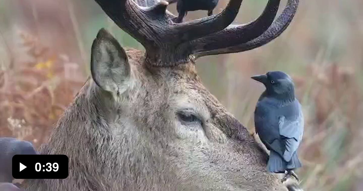 Stag letting starlings pick ticks from his pelt in the hills near ...