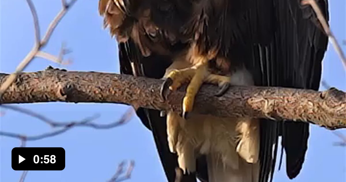 The beauty of the eagle. - 9GAG