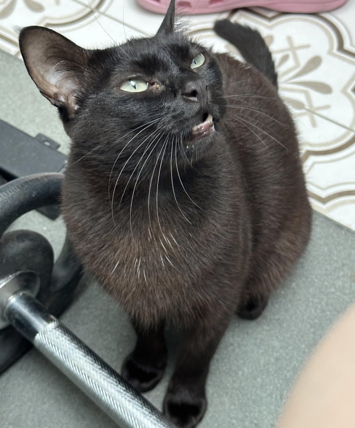 Personal trainer cat - 9GAG