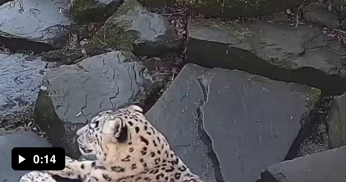 The zoo installed a new surveillance camera, and it scared this snow leopard. - 9GAG