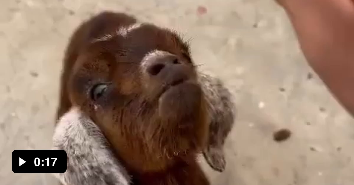 Baby goat!! - 9GAG