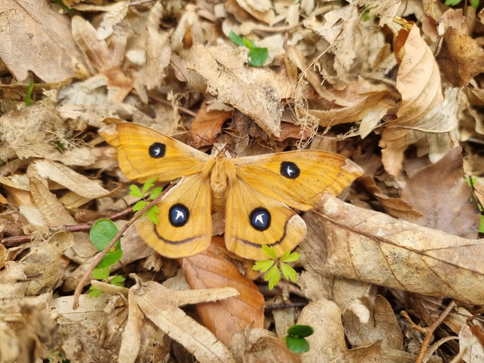 Nature evolved (or currupted?), first electric moth has been discovered ...