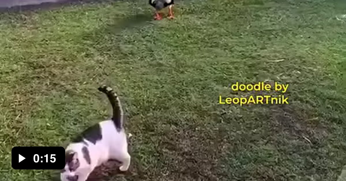Two ducks one cat - 9GAG
