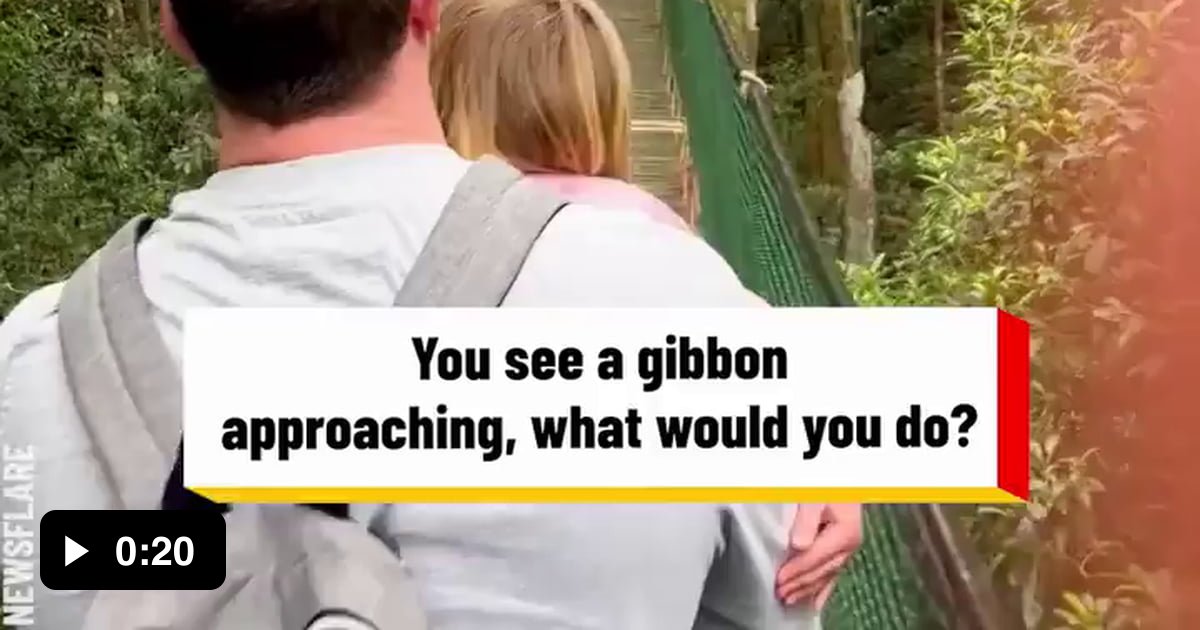 Gibbon has the fun of his live - 9GAG