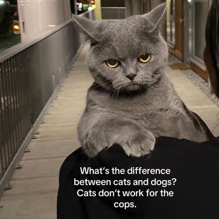 Cat joke incoming - 9GAG