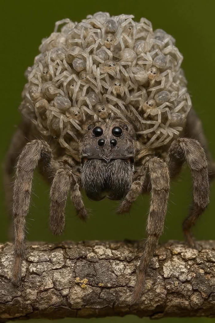 Spider mom - 9GAG