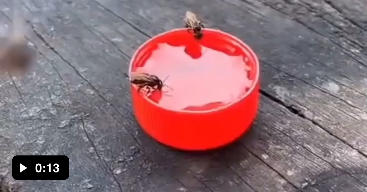 Hummingbird tongues are so long when they are inside their heads they ...