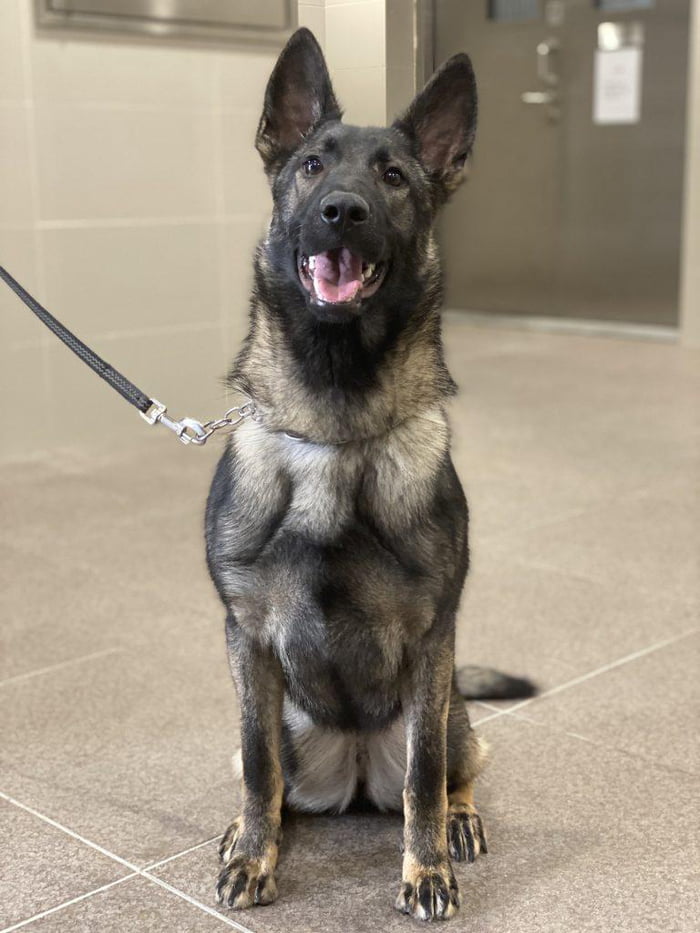 Mandy become a patrol dog because she is very strong and agile - 9GAG