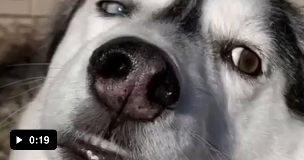 Dog: Karen can you not? Stop doing that! - 9GAG