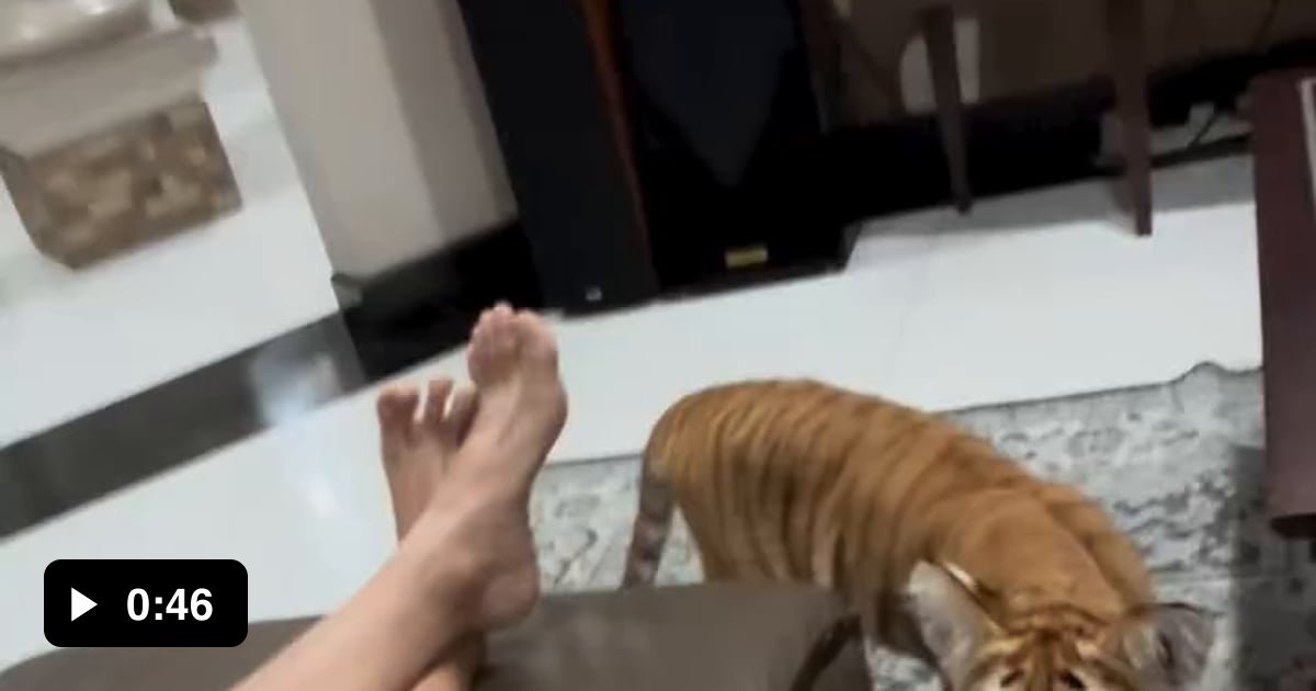 Not so illegal smol cat - 9GAG