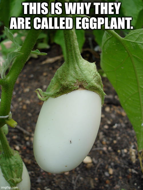 The more you know, I'll fly away now. - 9GAG