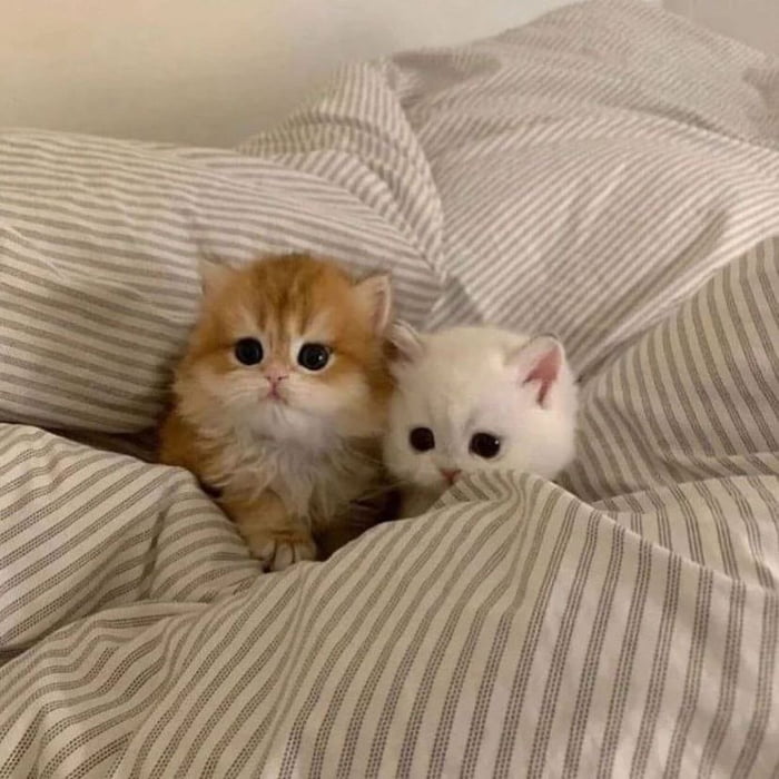 Two smol kittens were huddled in a blanket - 9GAG