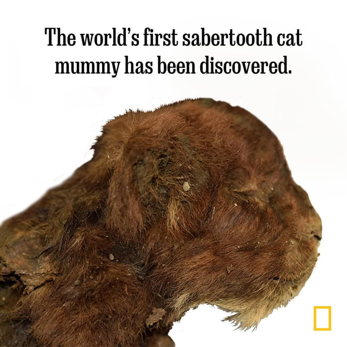 32 000 years old mummified and perfectly preserved cub of a sabertooth ...