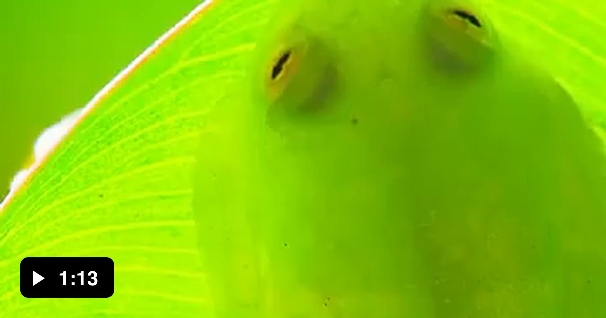 Glass frog camouflage - 9GAG
