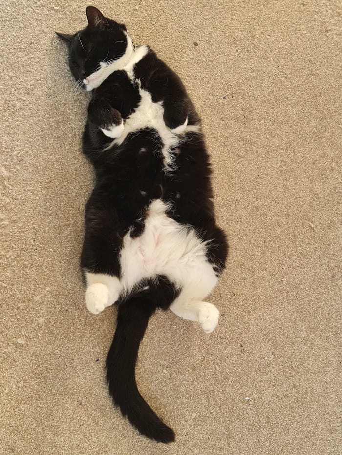 Say hello to Bruce. - 9GAG