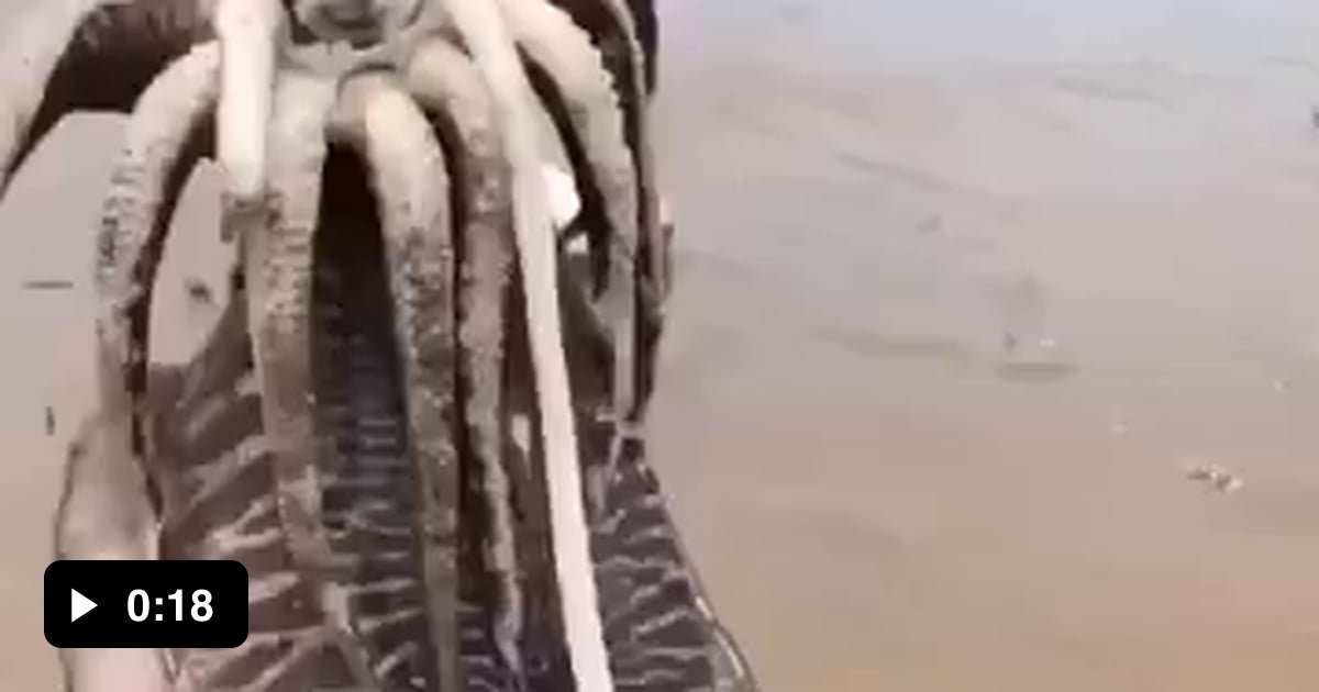 Searching the beach for monsters of the land and sea - 9GAG