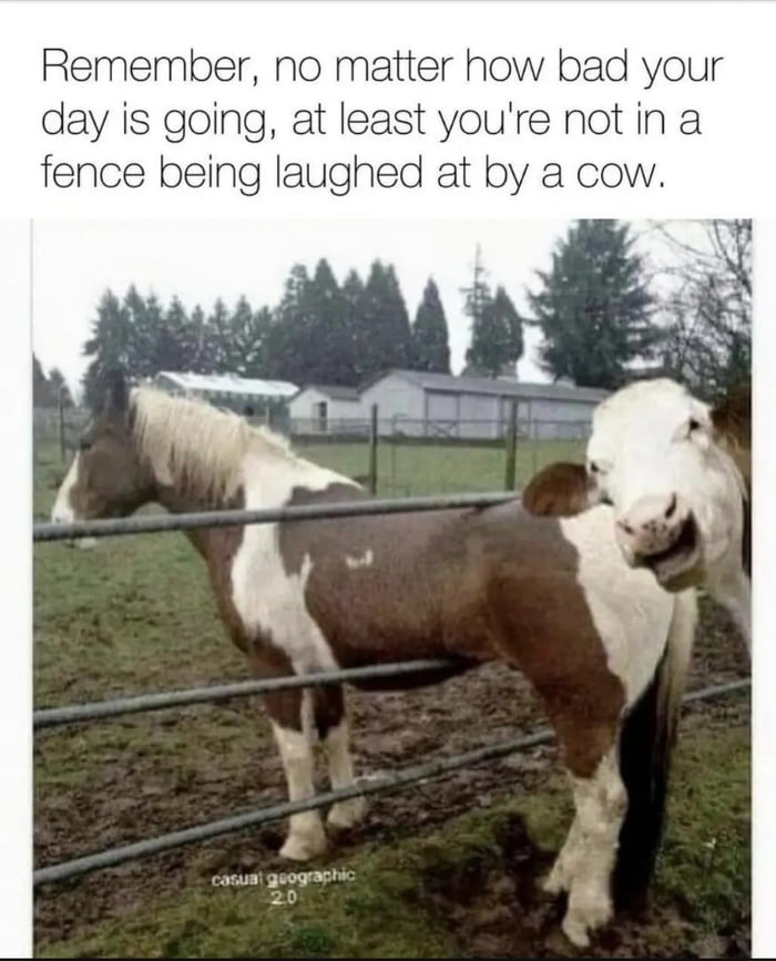 Can't moo can you buddy? - 9GAG