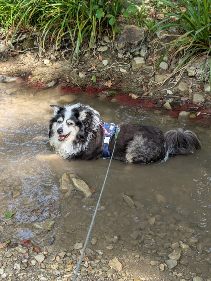 Old Nanna(12) Cooling off during this hot weather in Germany - 9GAG