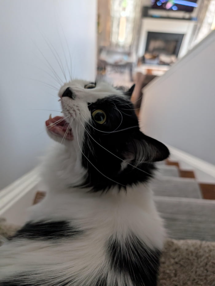 Pud Pud says Hi! - 9GAG