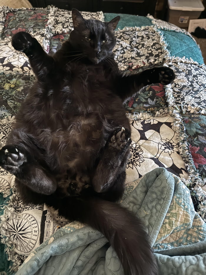 Would you touch that belly? - 9GAG