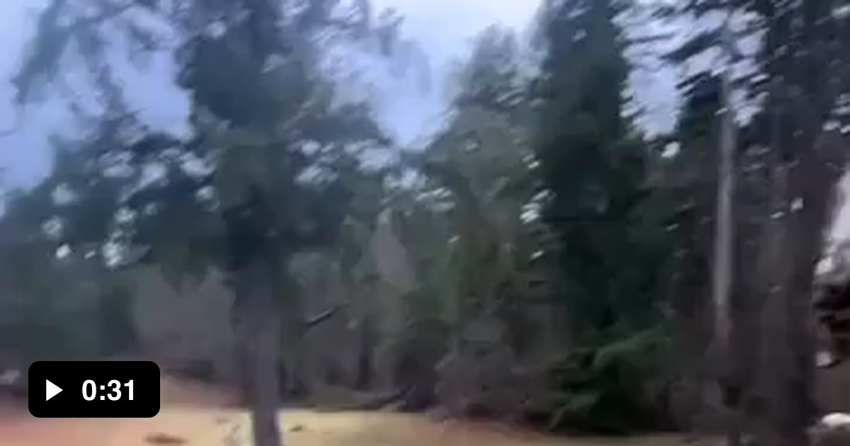 Mobbing behavior displayed by crows after spotting a predator : - 9GAG