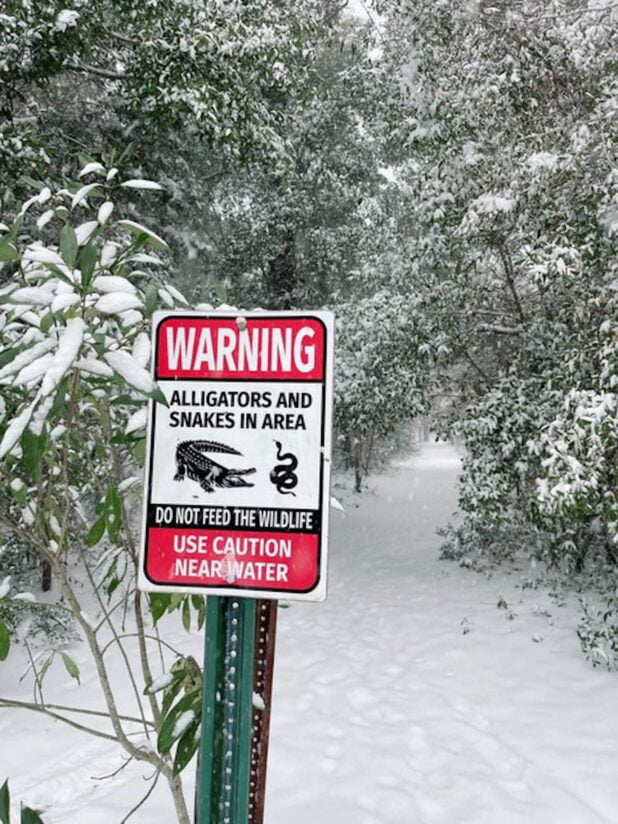 Snowy Gators - 9GAG