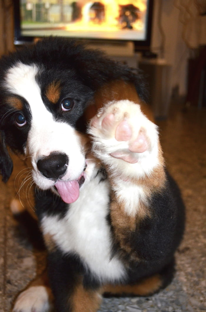 Learning to give paw - 9GAG