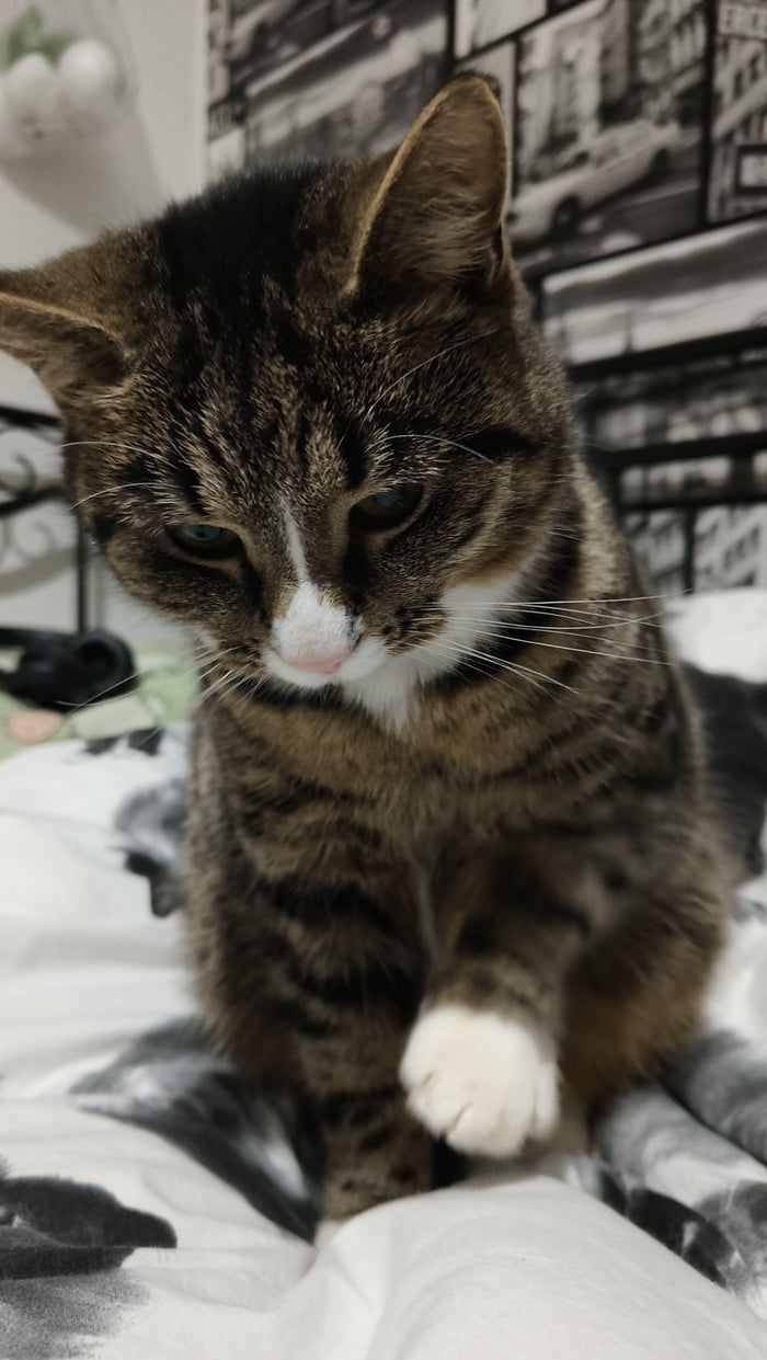 Feeling sad, show me your cats - 9GAG