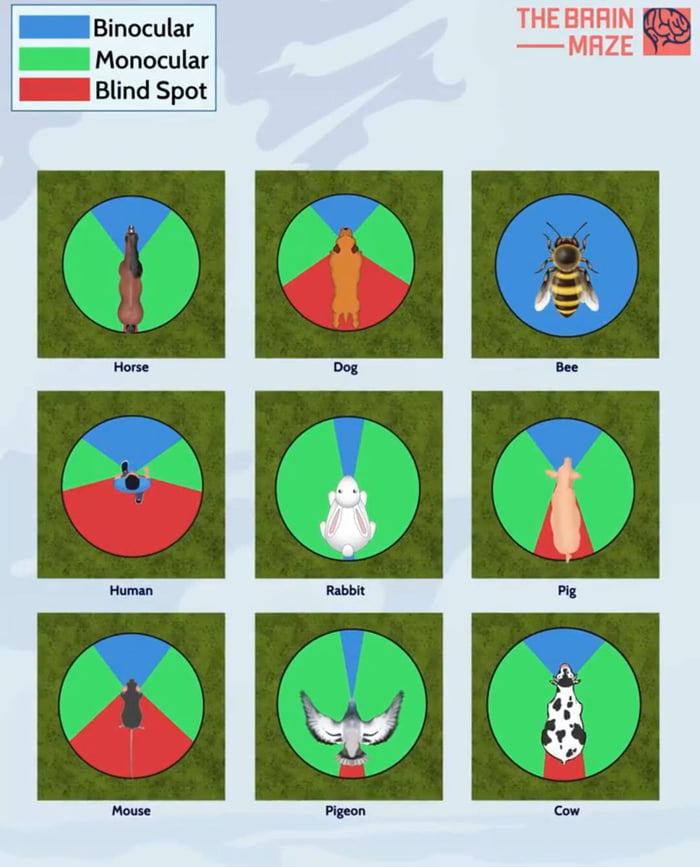 A cool guide to different animals' field of vision - 9GAG