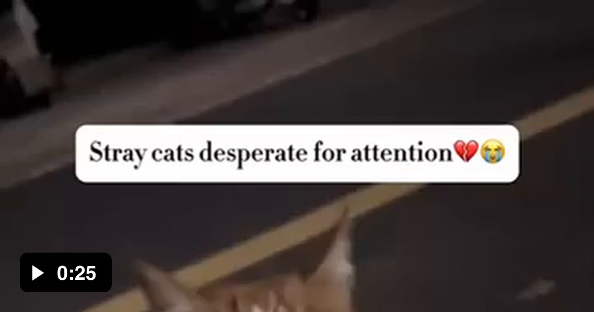 Stray cat tippy taps - 9GAG