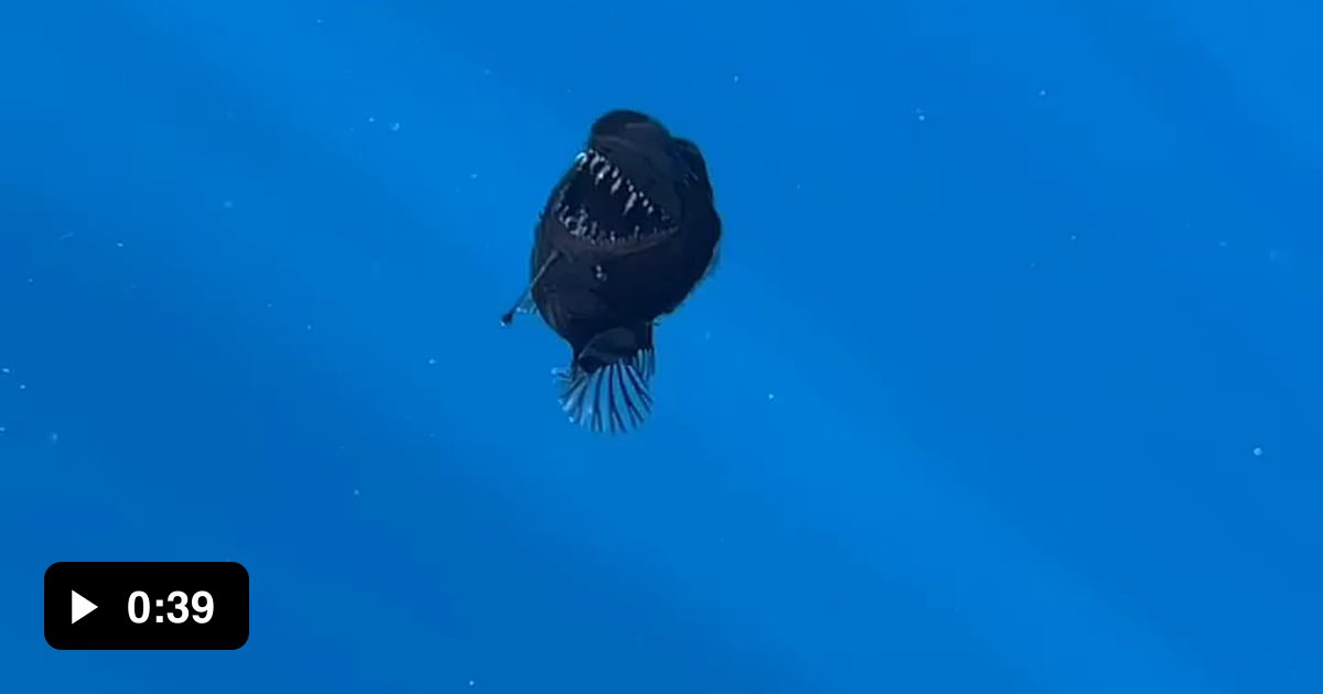 First video footage of a rare deep-sea Black Devil fish spotted in shallow water - 9GAG