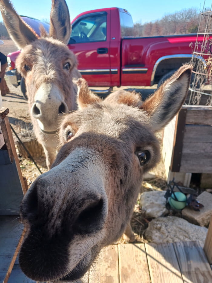 My Nosey Neighbors 9gag
