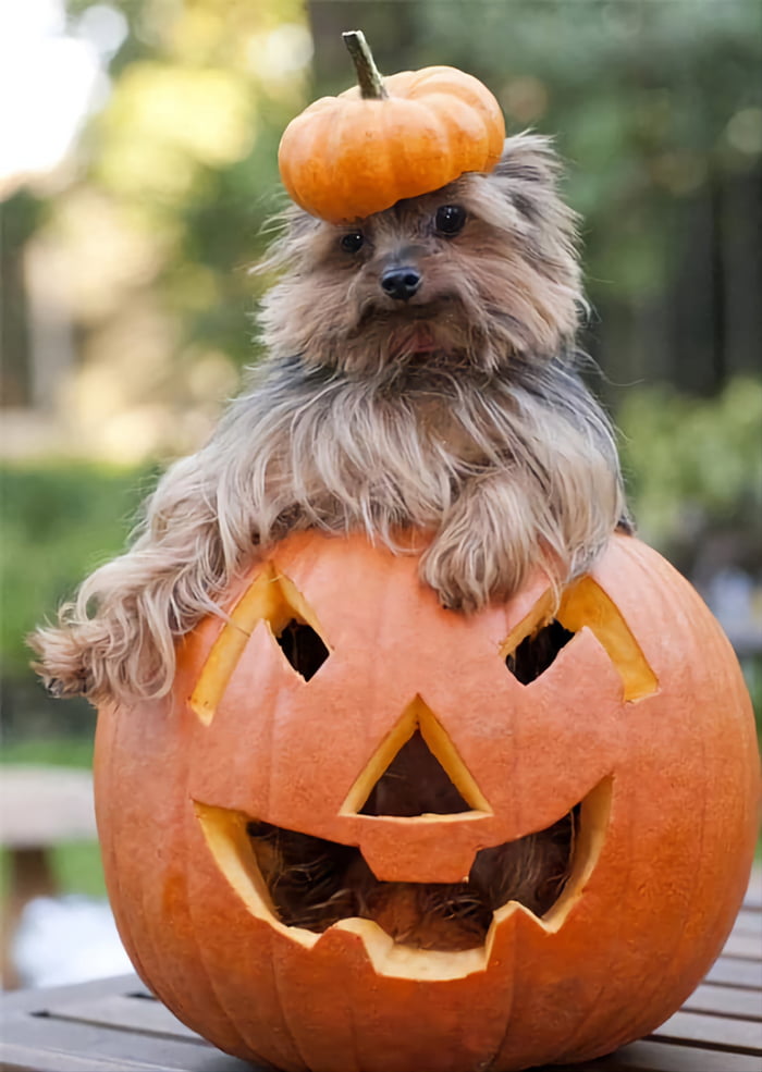 My magnificent friend siting on it and this is where she likes to relux ...